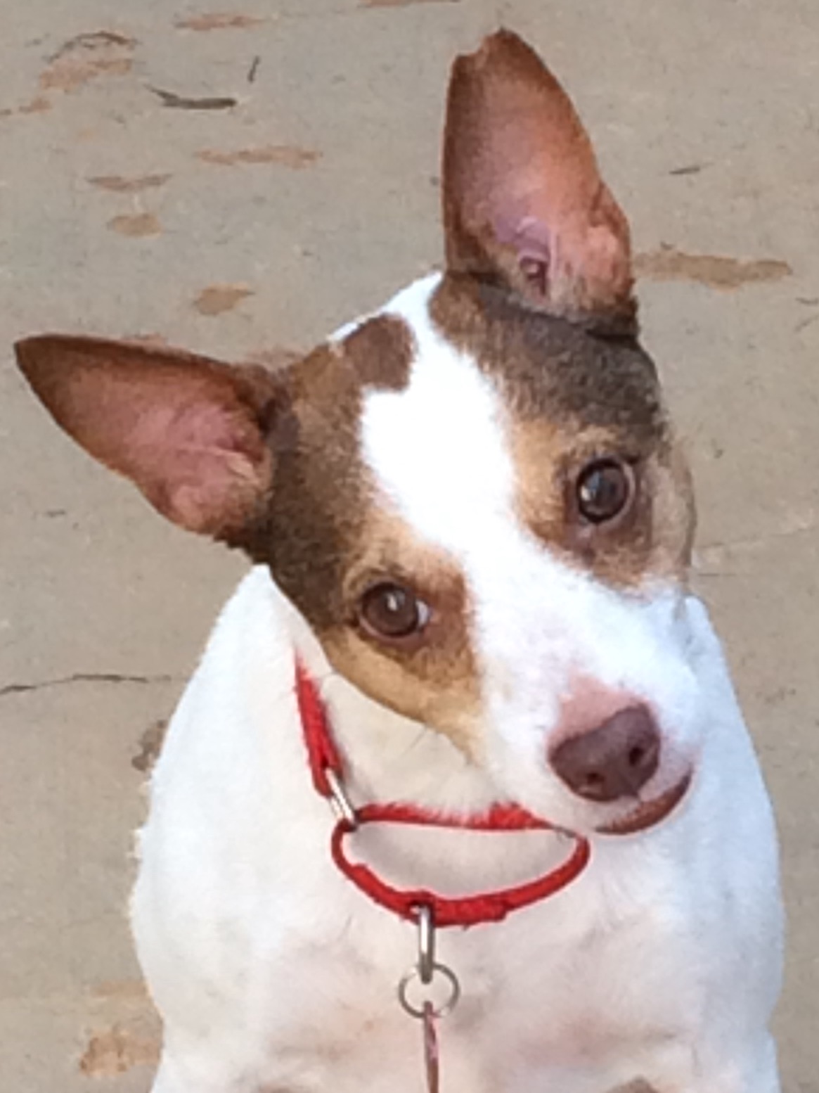 09/20/16 - "Beau" - Beautiful Jack Russell Terrier at Hart County ...
