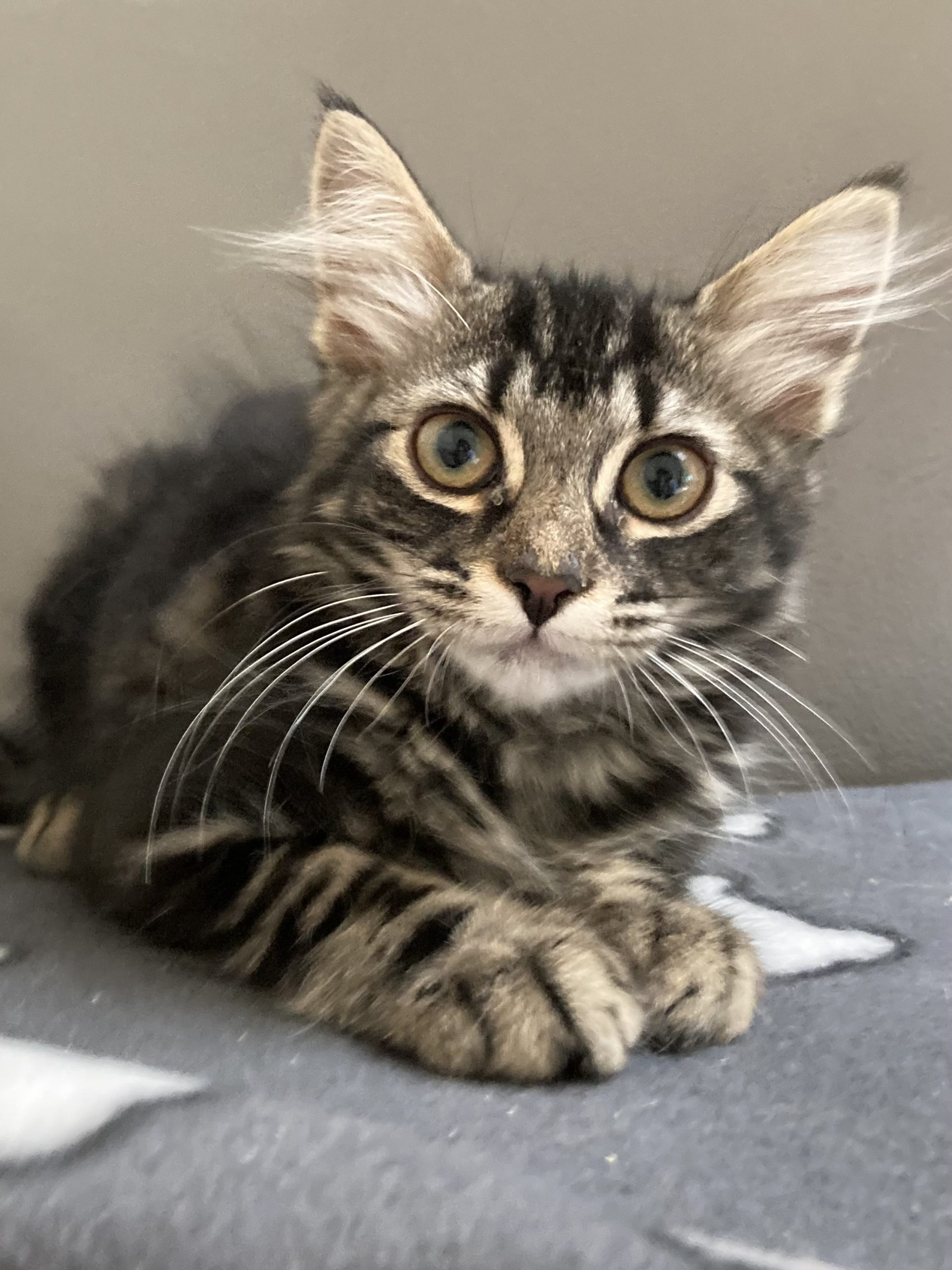 Wish, Bliss, Sparkle - Kittens Available for Adoption at Hart County ...