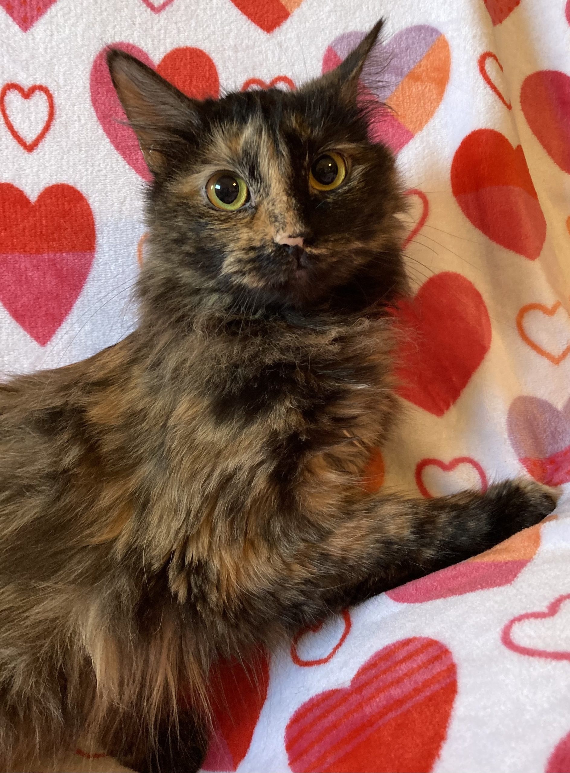 Dakota: Abandoned Cat Seeks New Loving Home - 92.1 WLHR