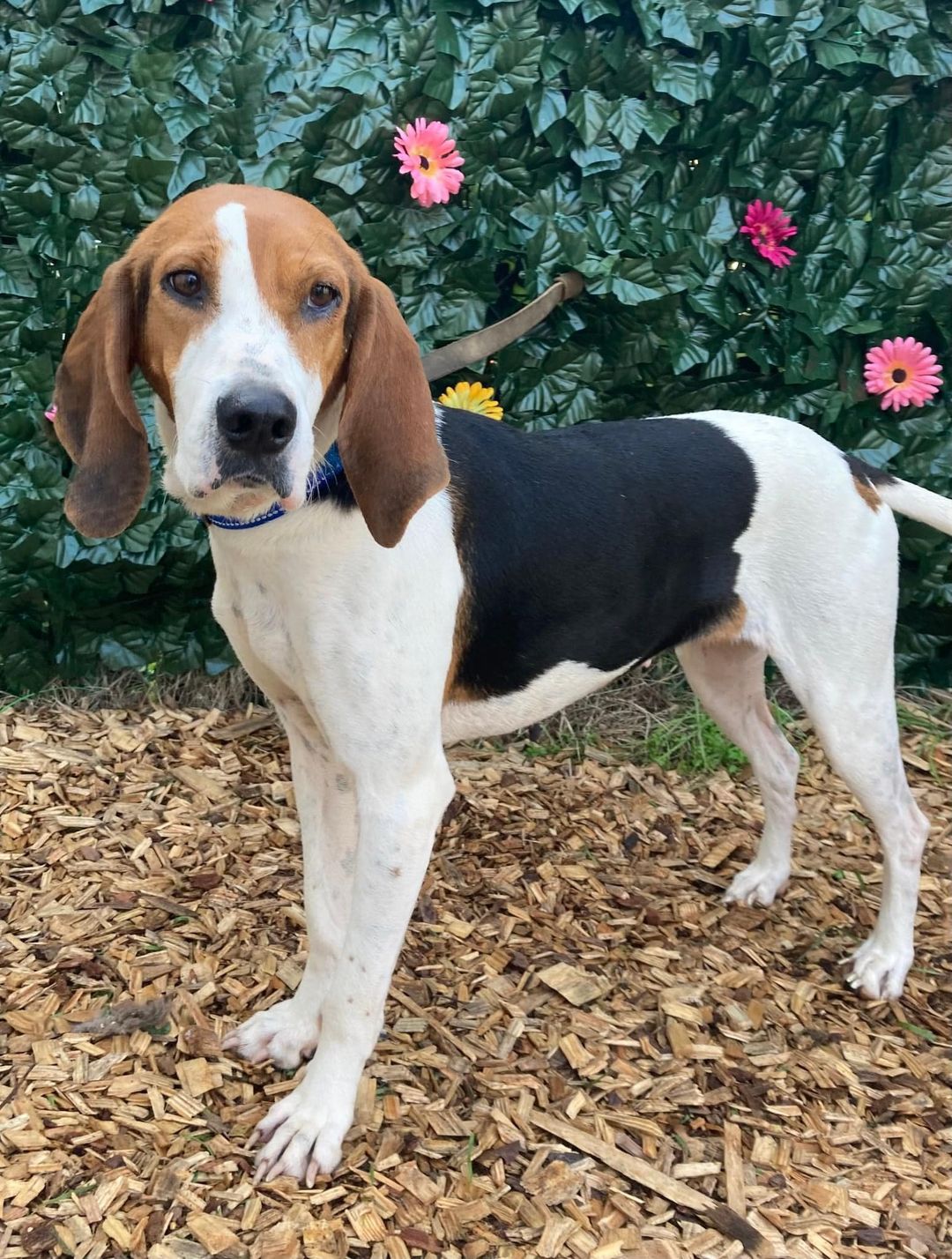 Bobbi Jo - Beautiful Treeing Walker Coon Hound at Hart County Humane ...
