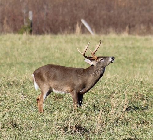 THE GEORGIA PRIMITIVE WEAPONS DEER HUNTING SEASON OPENS SATURDAY, OCTOBER 12 - 92.1 WLHR