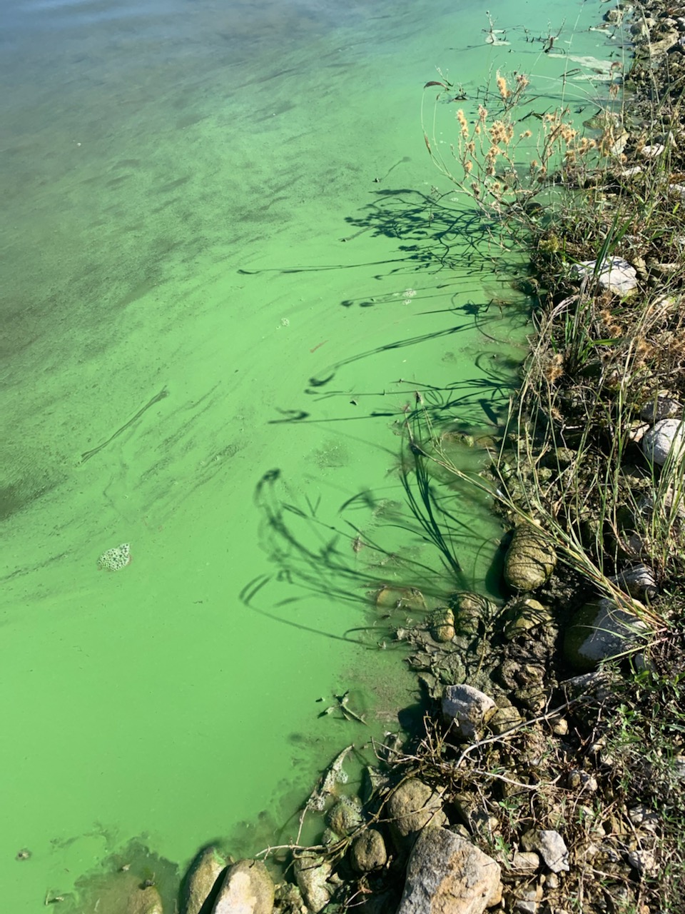 Corps Continues to Monitor Blue-Green Algae on Lake Hartwell Ahead of ...