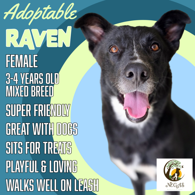 Raven: ADOPTED! Mixed-Breed Dog Available for Adoption at Northeast GA ...